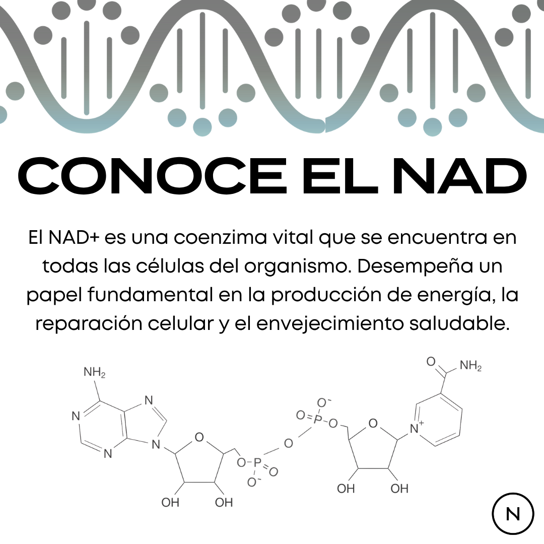 ¿Qué es el NAD? | ¿Funcionan los suplementos de NAD? | Naturecan Es ...
